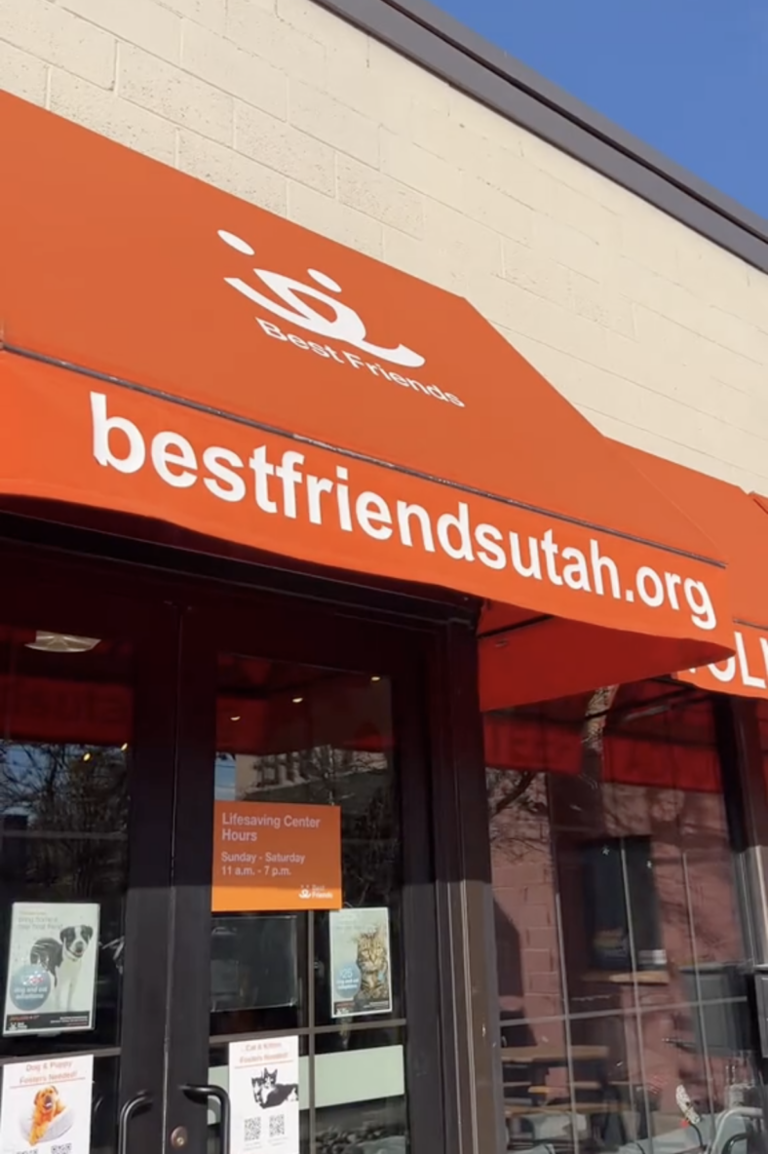 Dog Displaced By LA Fires Sees Snow For First Time After Utah Adoption