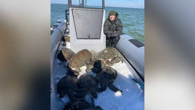 Cold-stunned sea turtles rescued amid historic winter storm in Florida ...