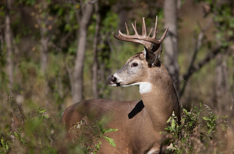 Georgia confirms its first case of ‘zombie deer’ disease