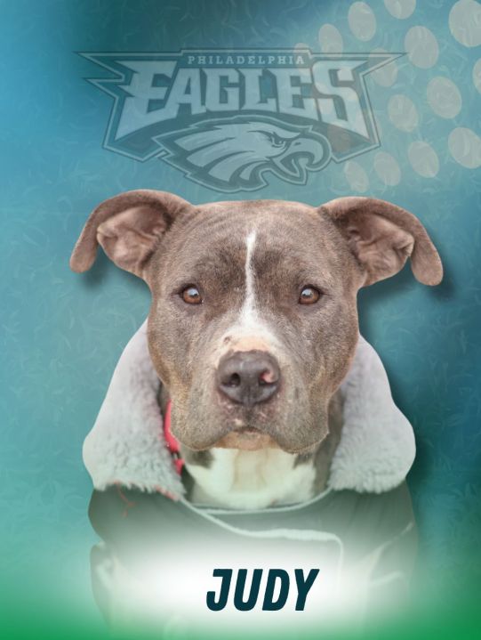 Philly Paws joins “Shelter Showdown” fundraising competition