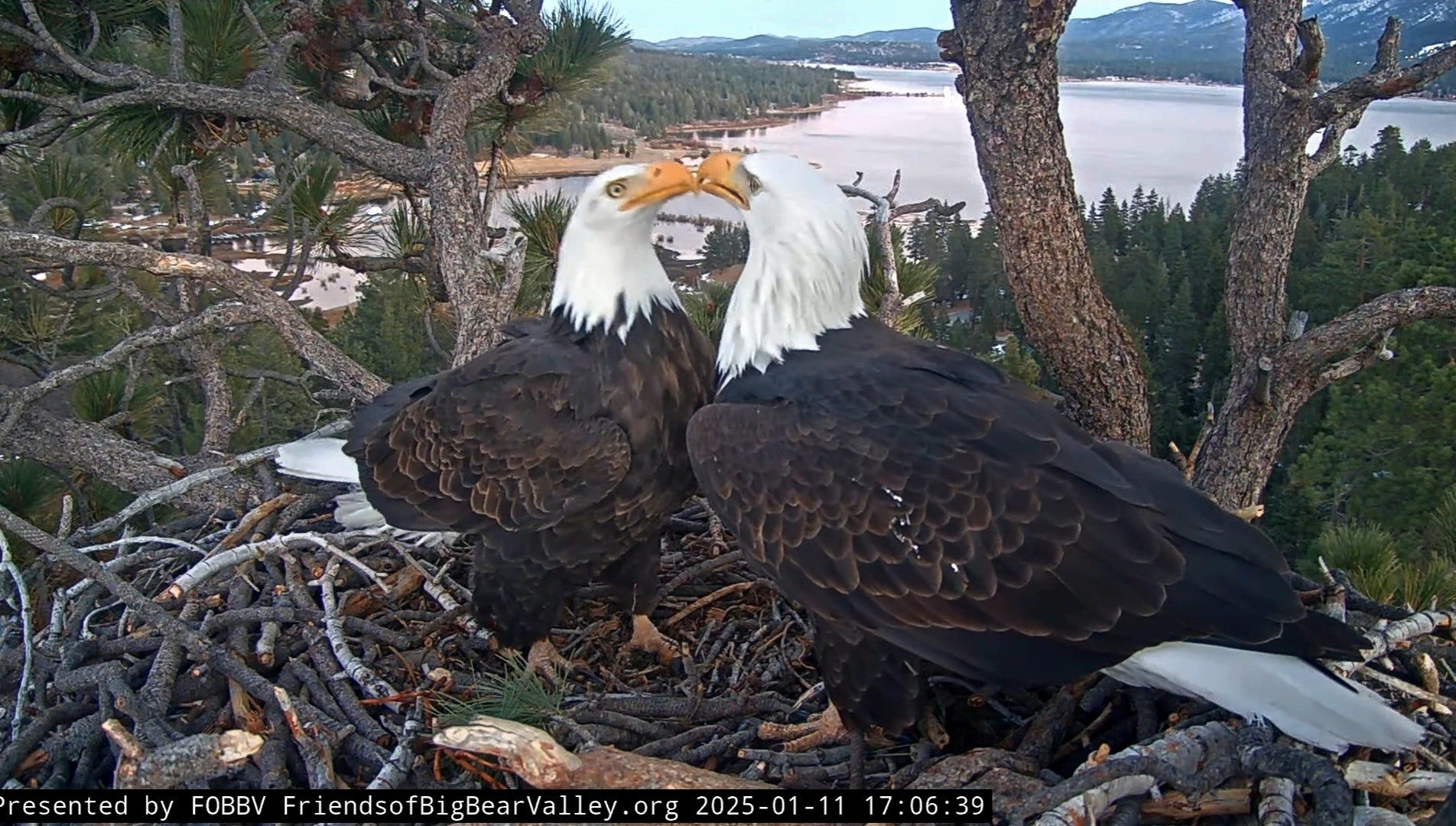 Place your bets now, Jackie and Shadow are exhibiting egg-laying behavior