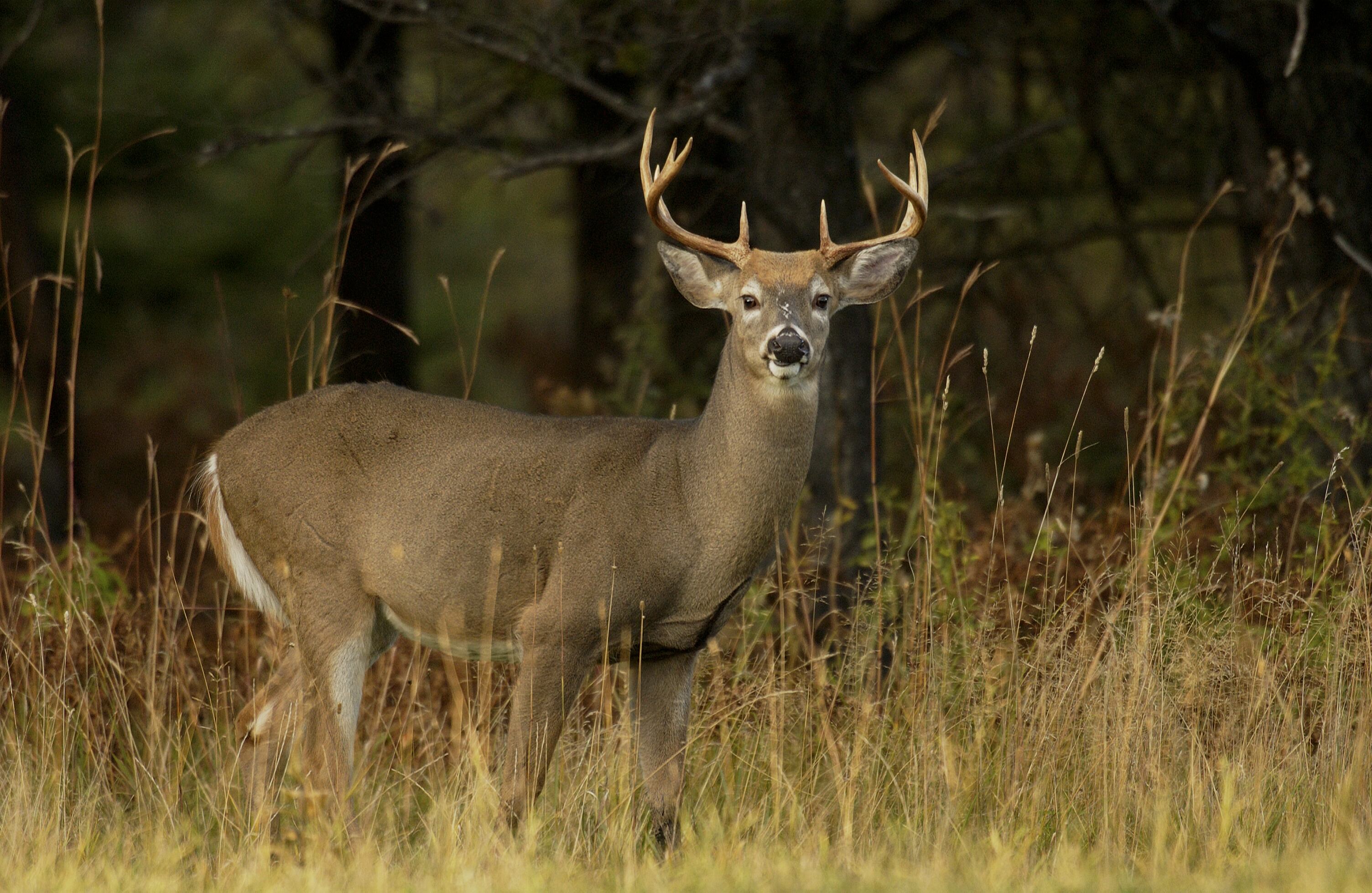 First case of fatal neurological disease found in Georgia White-Tailed Deer
