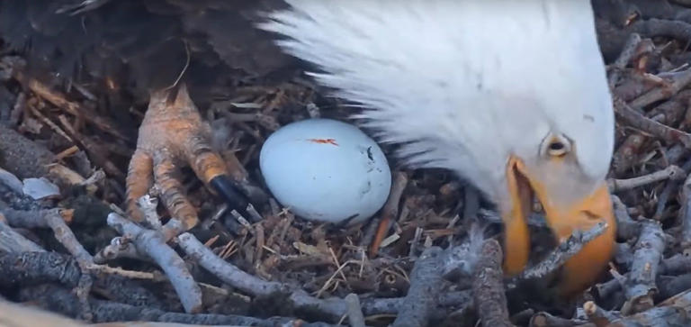 Big Bear eagles Jackie and Shadow welcome first egg of 2025 amid nest ...