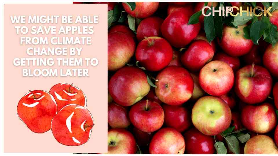 We Might Be Able To Save Apples From Climate Change By Getting Them To ...
