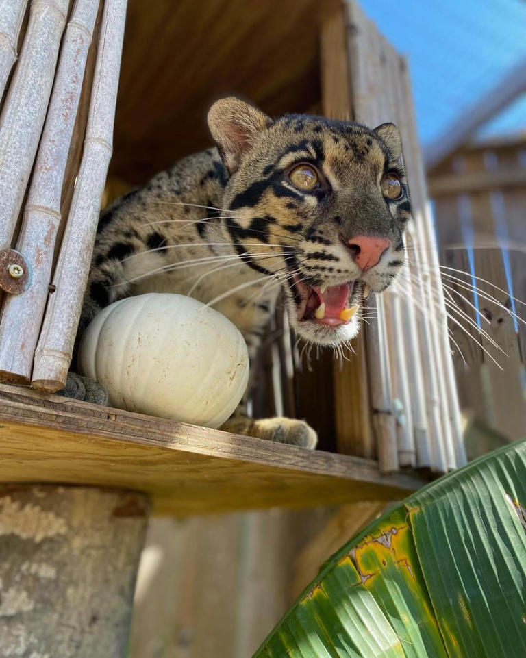 10 Bucket List Animal Encounters Around the South