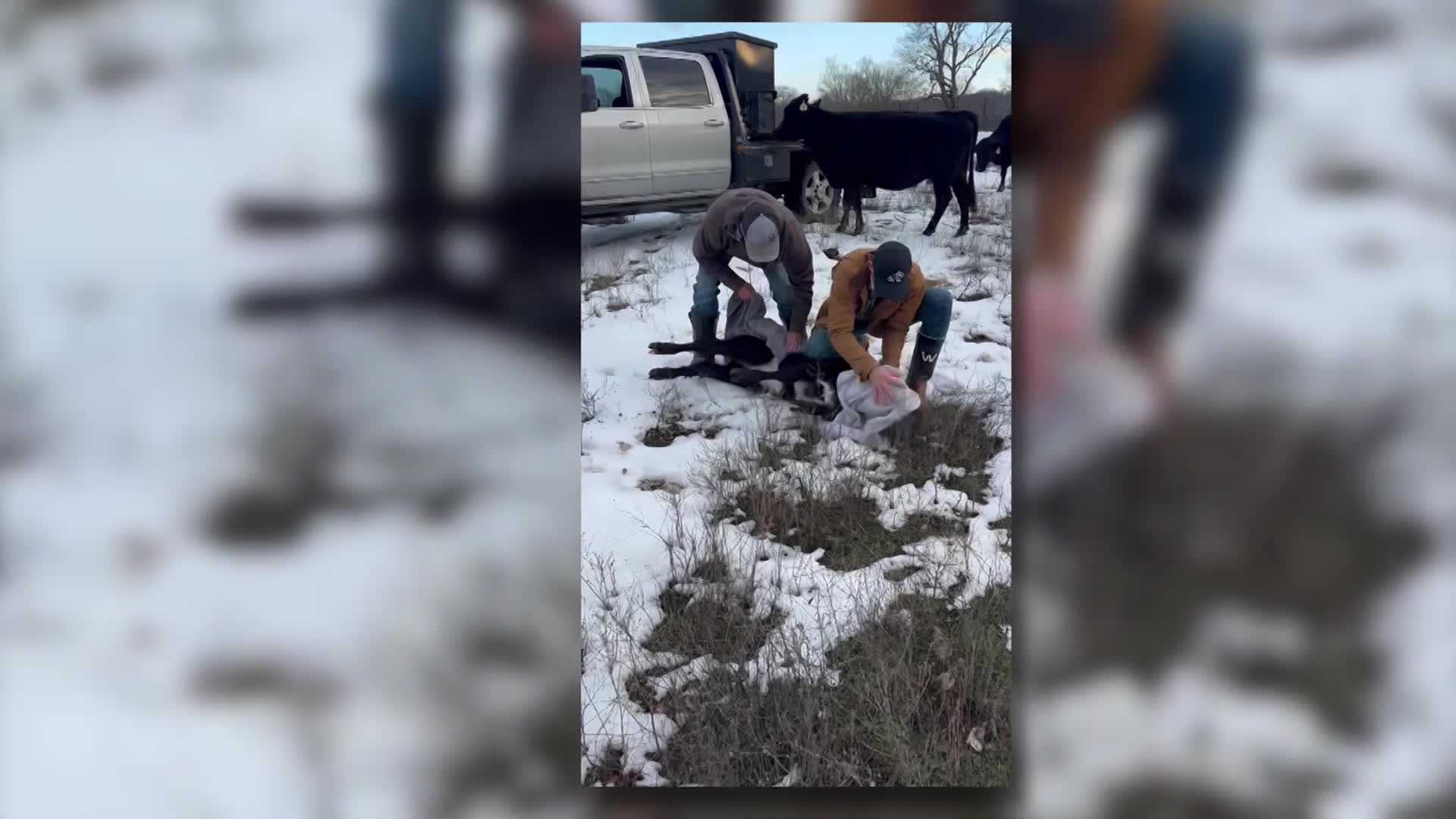 Video: Cowboy jumps into frozen pond to rescue a calf