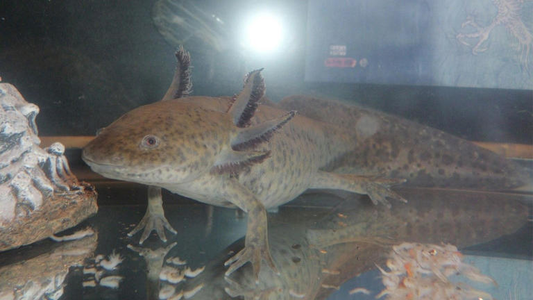 Kolejny nieudany start rakiety od SpaceX. "Nieplanowany szybki demontaż"