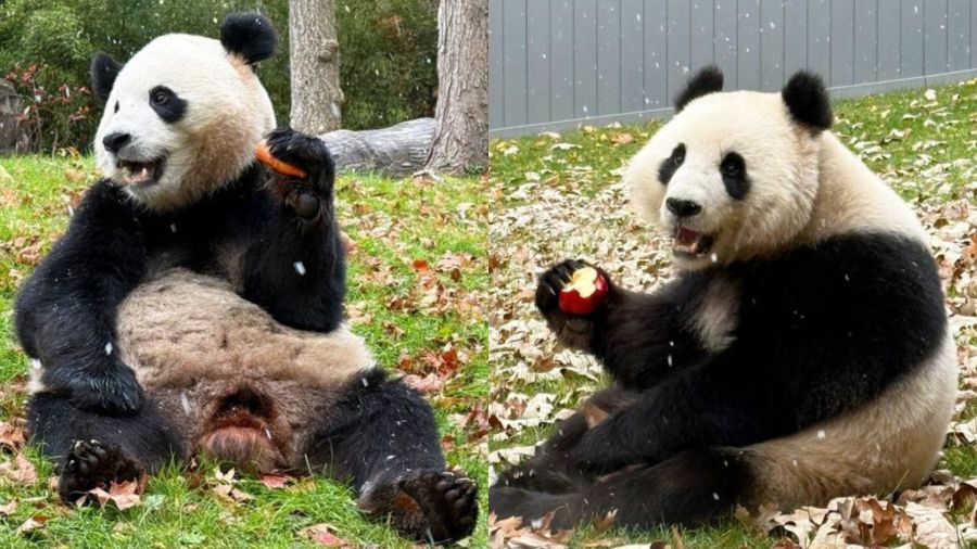 The pandas are back! What to know before visiting the bears at the ...