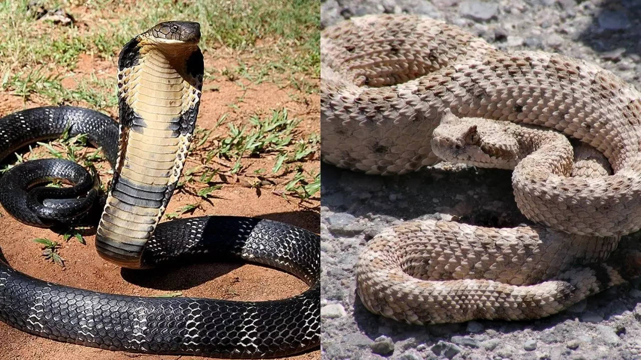 King cobra vs rattlesnakes: Know their physical traits, differences ...
