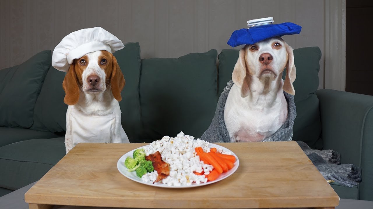Chef Dog Cooks for Sick Friend After Surgery