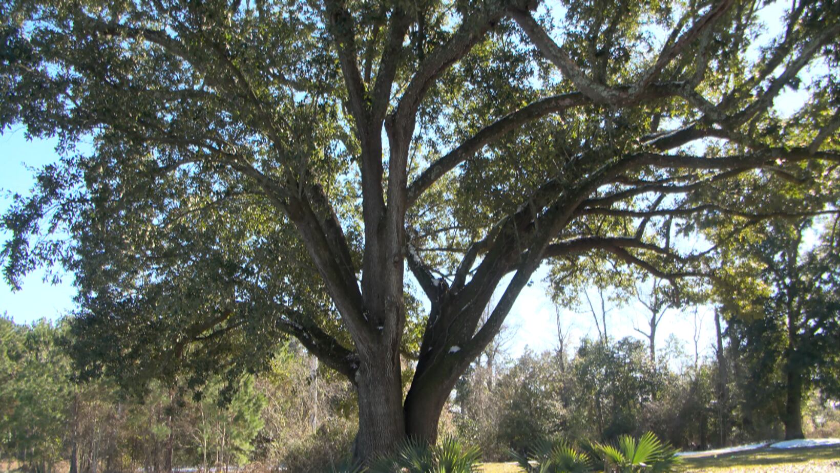 Revised tree ordinance tabled by Gulfport council; officials seeking ...