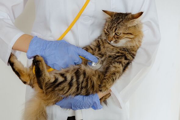 Three-step cat CPR takes just 30 seconds but can 'save your feline's life'