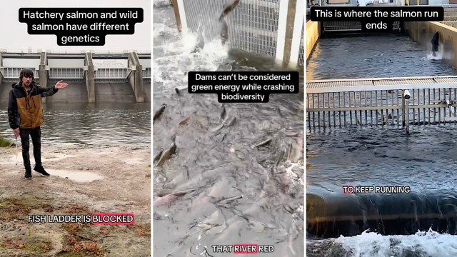 Conservationist shares harsh truths about threat to declining fish ...