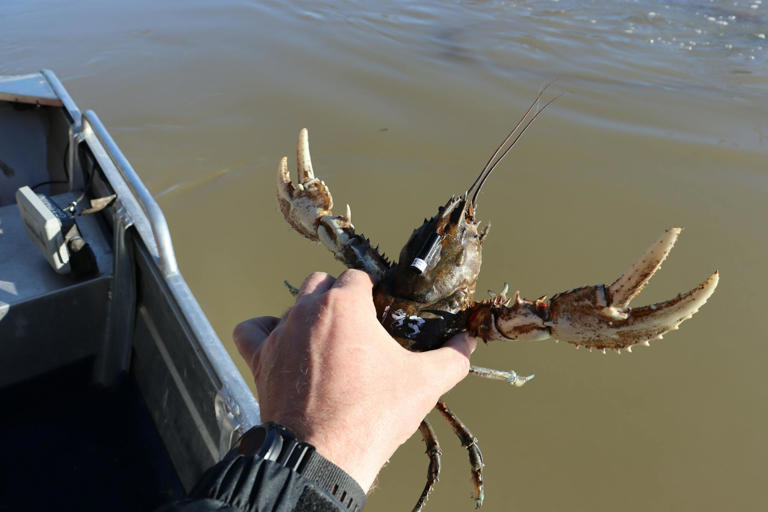 The world’s second largest freshwater crayfish was once plentiful in ...