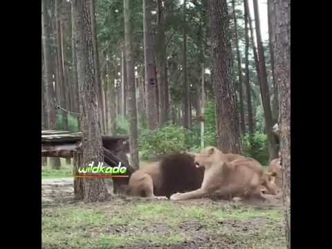 Must-See Lion King Commands His Lionesses with Power