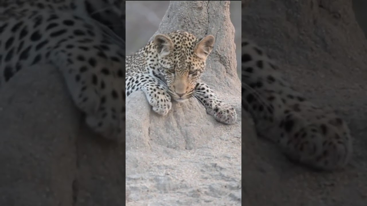 Amazing Leopard Plays with Prey’s Head in the Wild