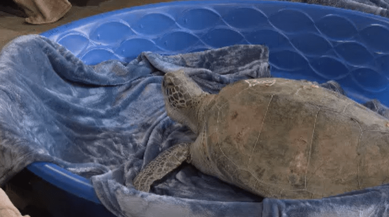 Winter storm results in hundreds of cold stunned sea turtles