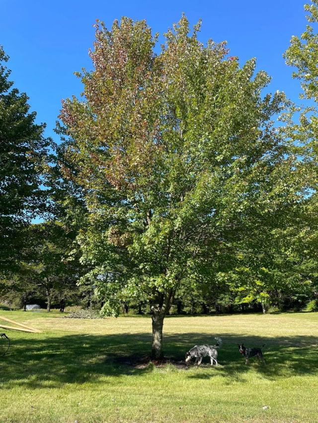 New homeowner seeks advice after discovering strangled trees struggling ...