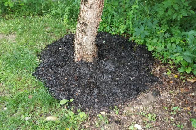 New homeowner seeks advice after discovering strangled trees struggling ...