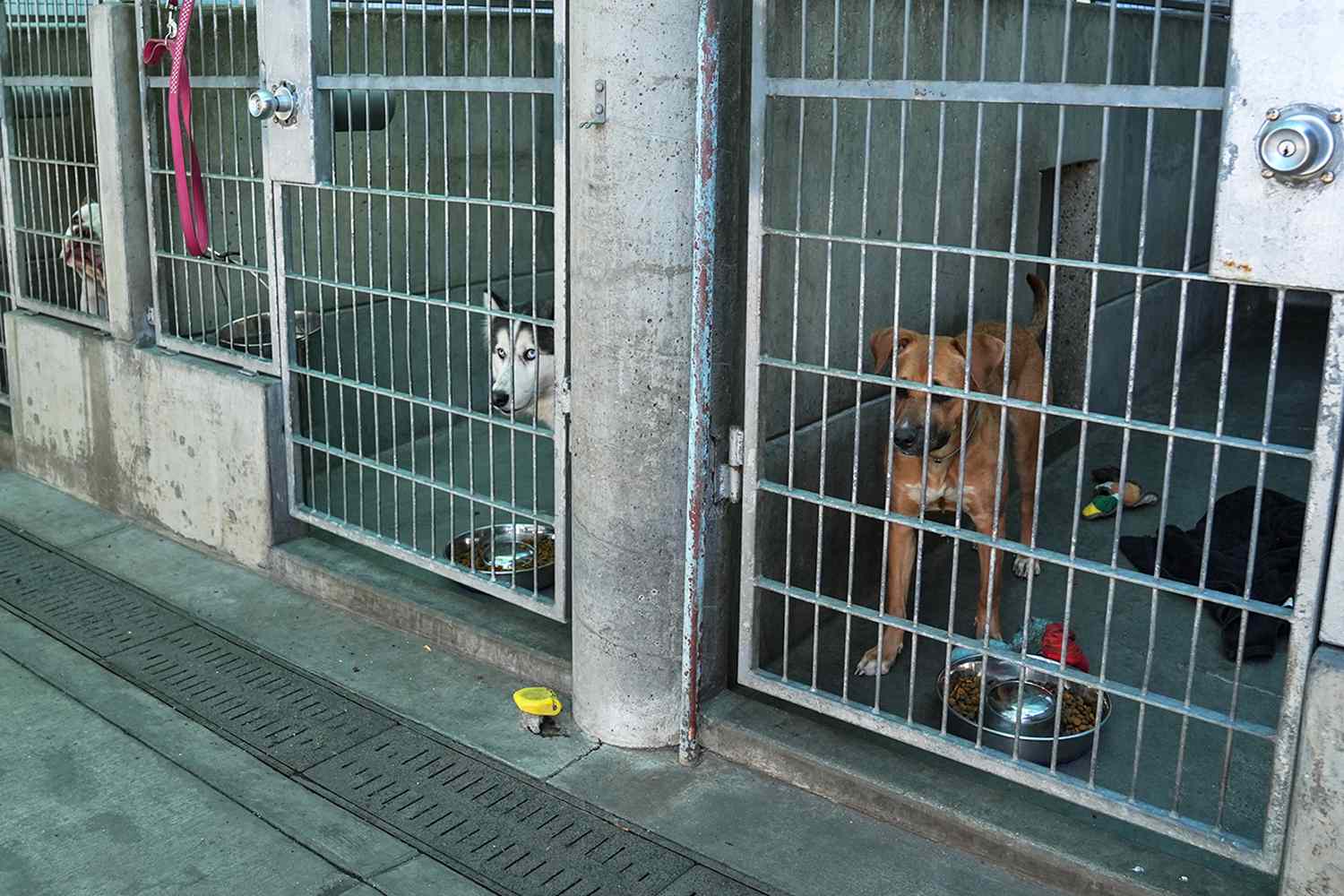 As L.A. Burned, Local Shelter Took in 800 Displaced Animals, Even ...
