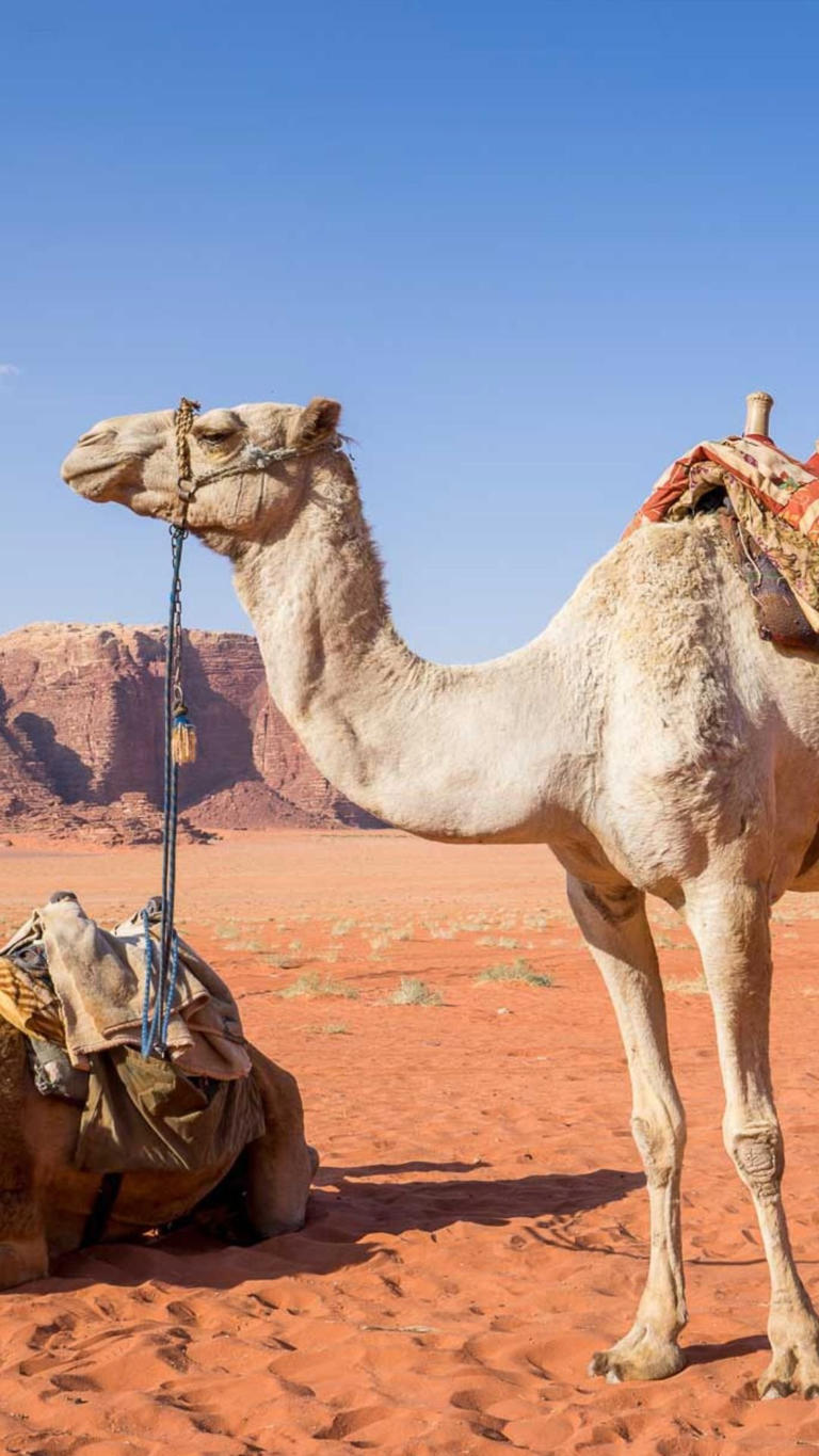 7 Benefits Of Consuming Camel Milk