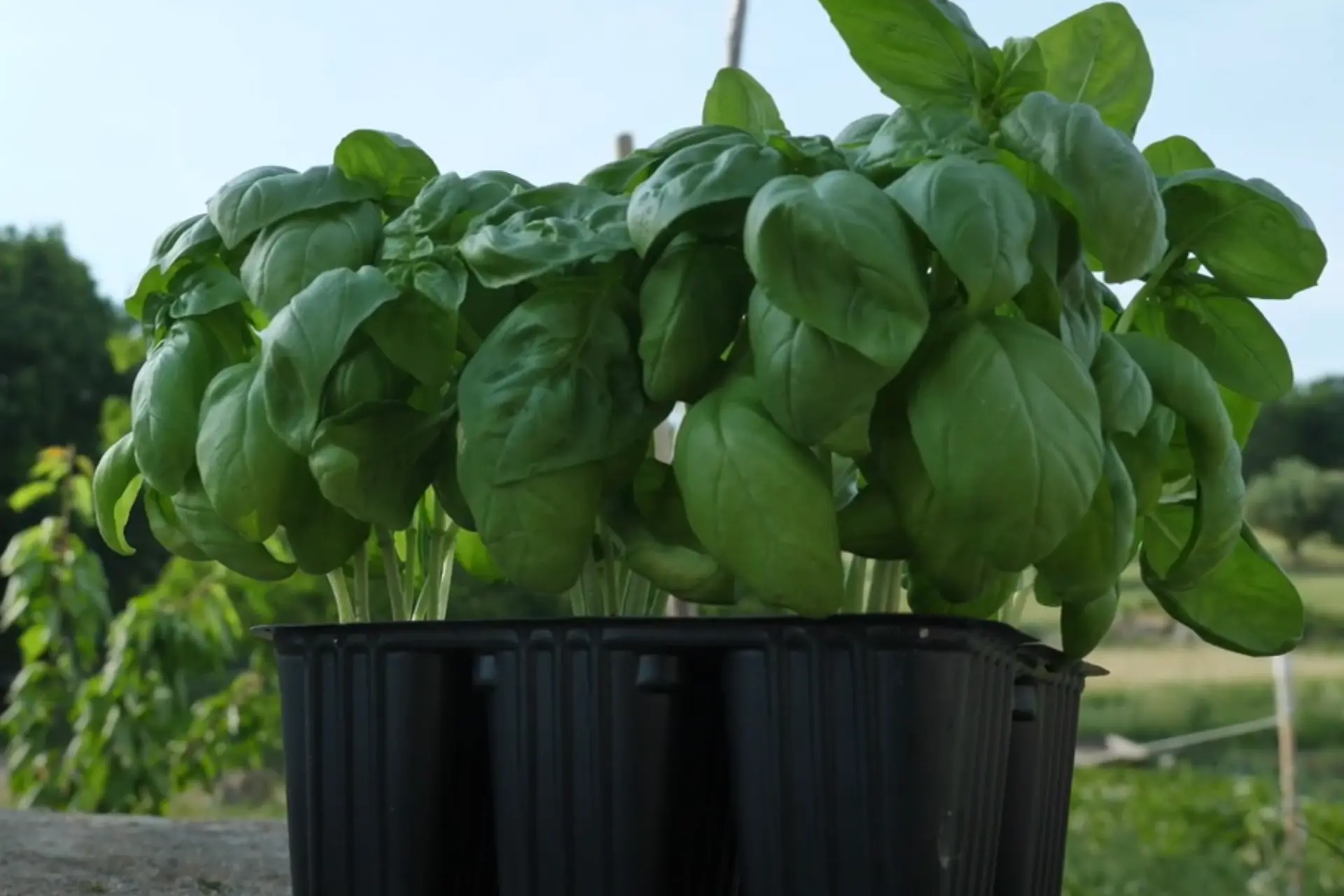 Quando si pianta il basilico: Dalla semina alla raccolta