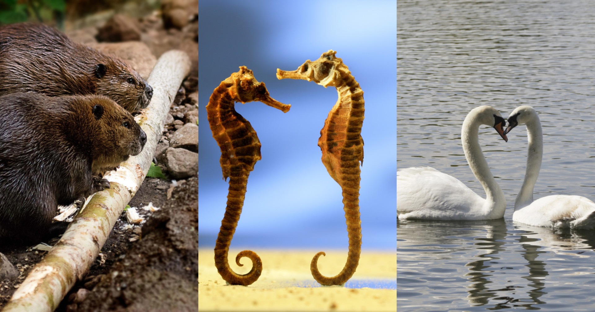 Romance isn't dead! Animals that mate for life