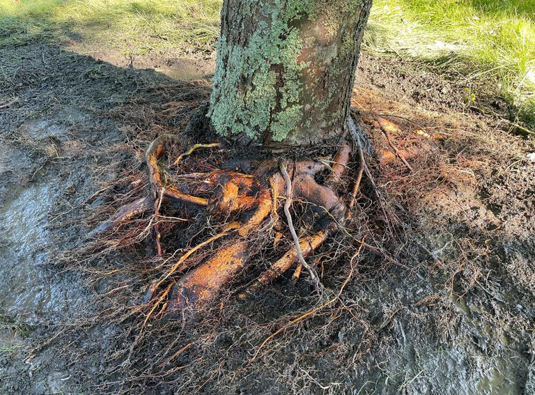 New homeowner seeks advice after discovering strangled trees struggling ...