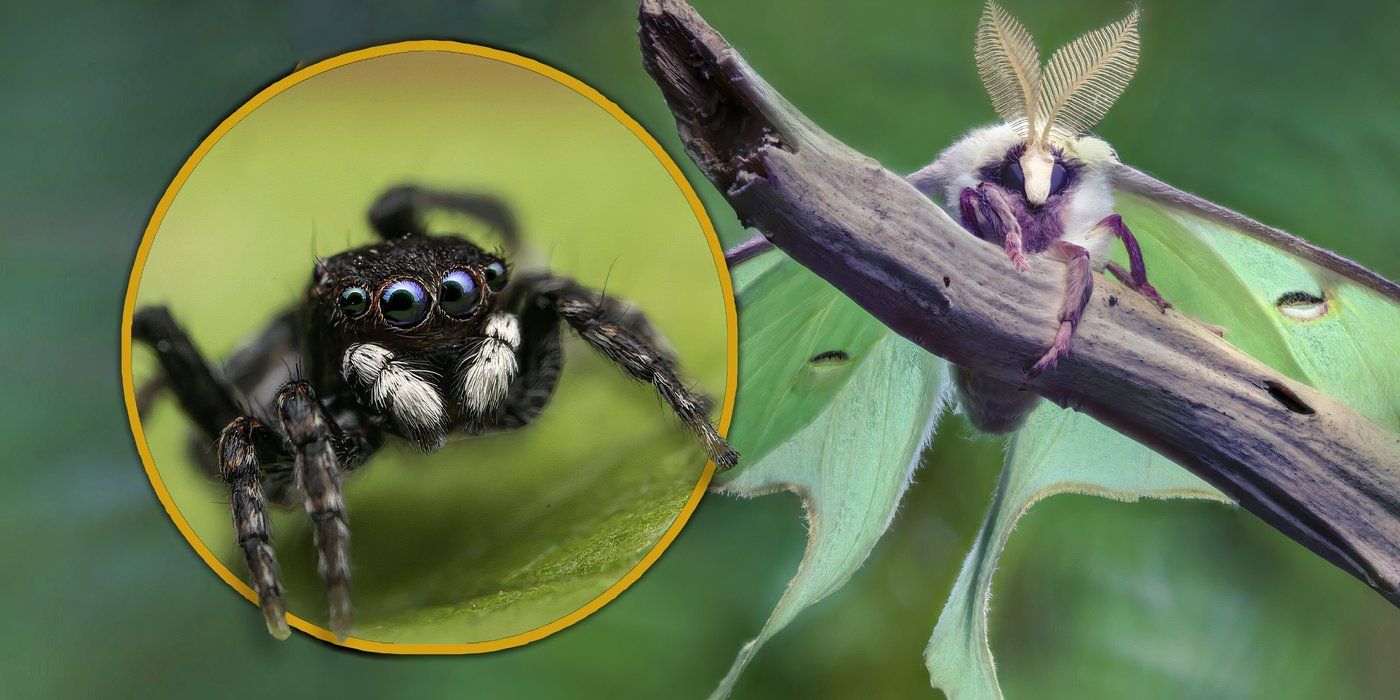 A Real Bug’s Life Season 2 Producers Talk Bugs That "Run So Fast They ...