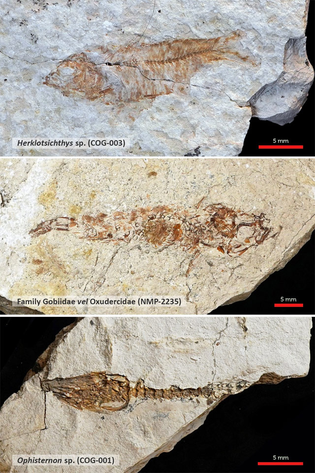 Today I Learned: PH Geologists Found the First-Ever Global Record of a ...
