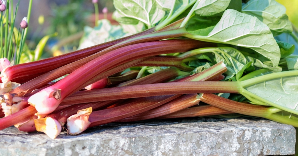 Never Feed These To Your Puppy: 19 Foods and Consumables That Can Be ...