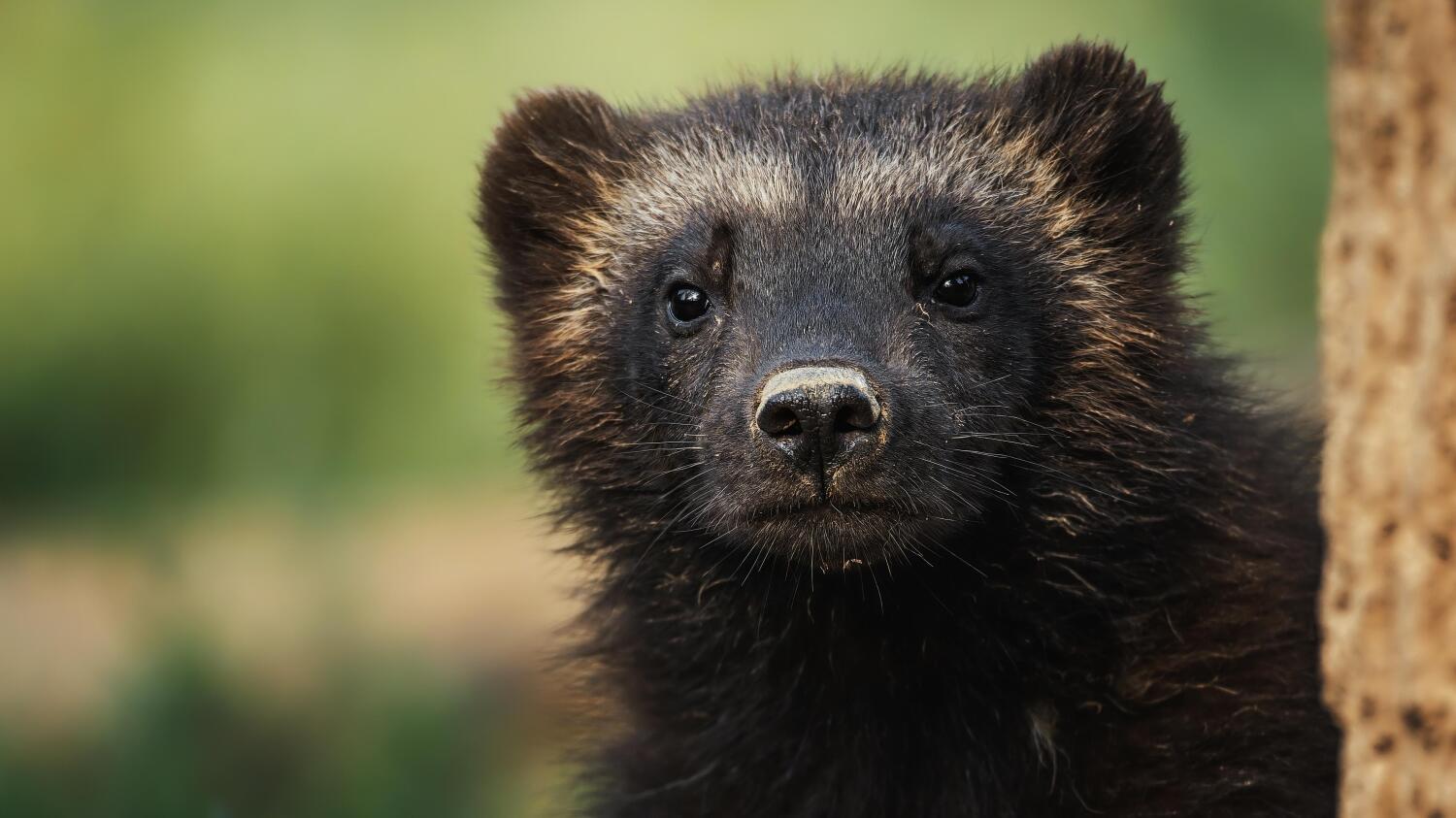Yle: Turussa seikkaillut ahma puraisi pelastajalta sormen poikki