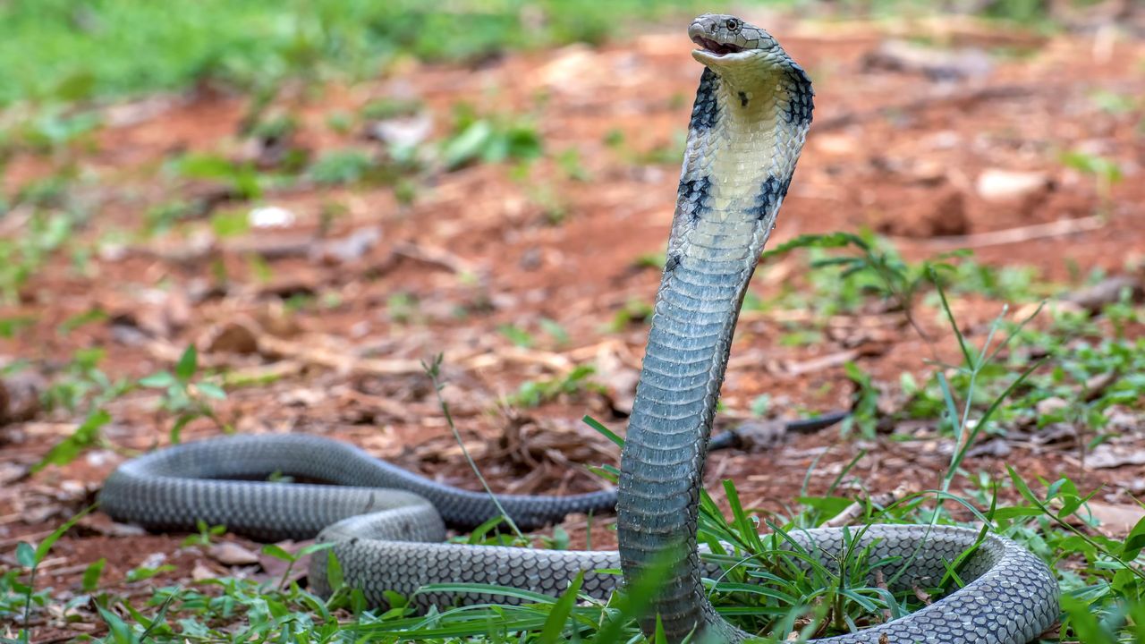 Duas cobras-rei gigantes são flagradas no mesmo dia na Tailândia