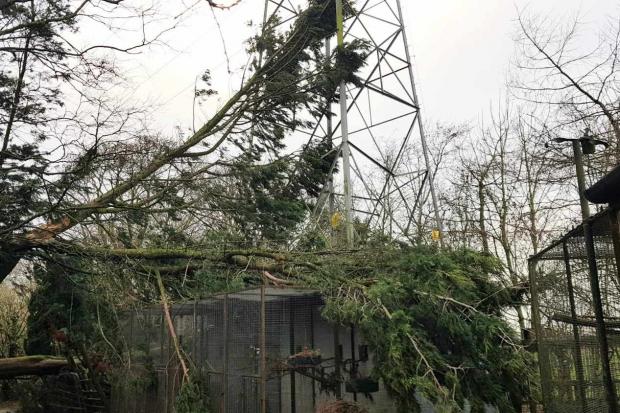Storm Eowyn: Wildlife centre closes as tree falls on pylon