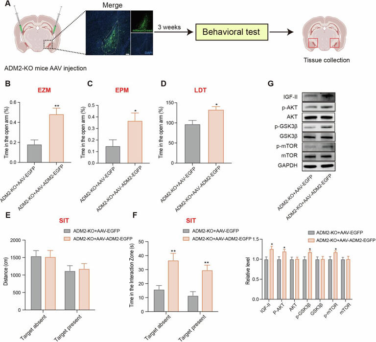 Blood vessel growth factor alleviates anxious behaviors in mouse study