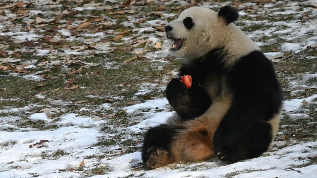 Welcome back: Pandas on display at National Zoo