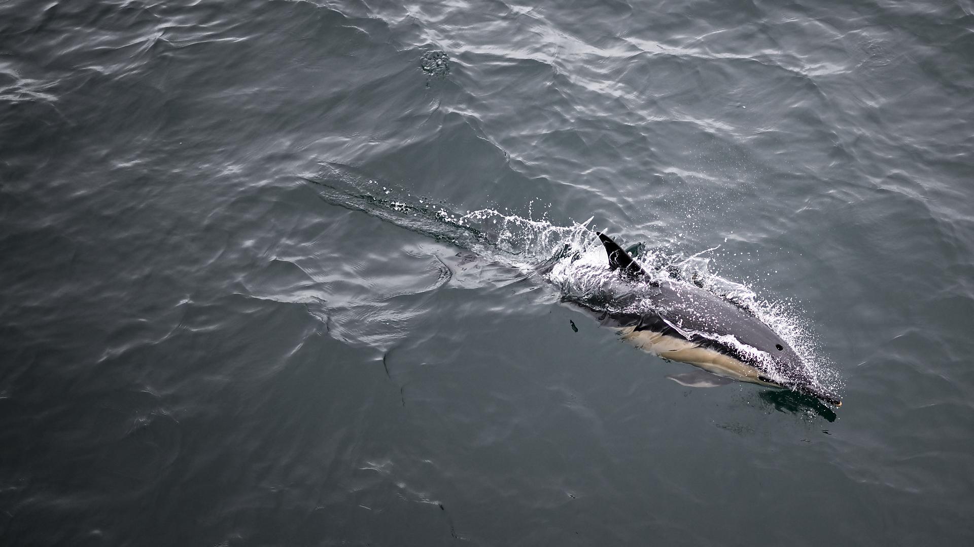 Dutzende Delfine an Strand in Somalia verendet