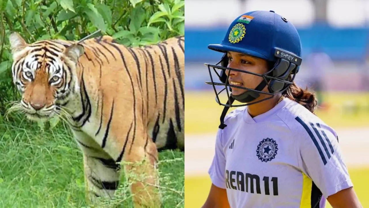 'The Victim Of The Tiger Attack is My Aunt': Indian Cricketer Confirms ...