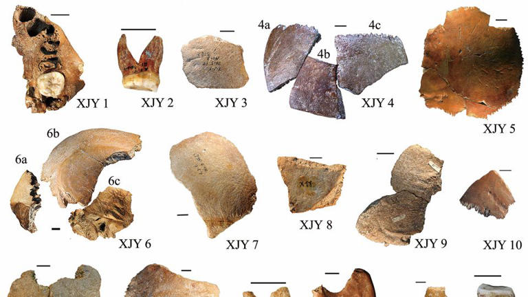 Puzzling fossils unearthed in China may rewrite the human story