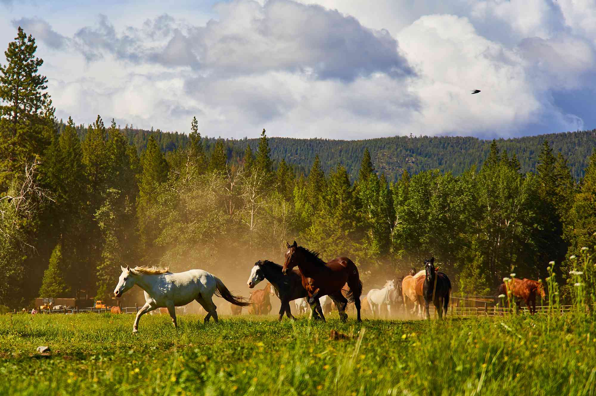 You Can Get a True 'Yellowstone’ Experience at This California Dude ...