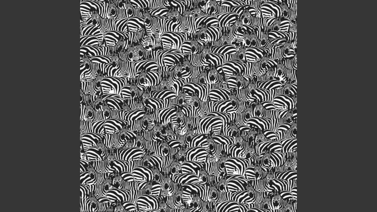 Optical illusion: There's a piano hidden among these zebras, can you ...