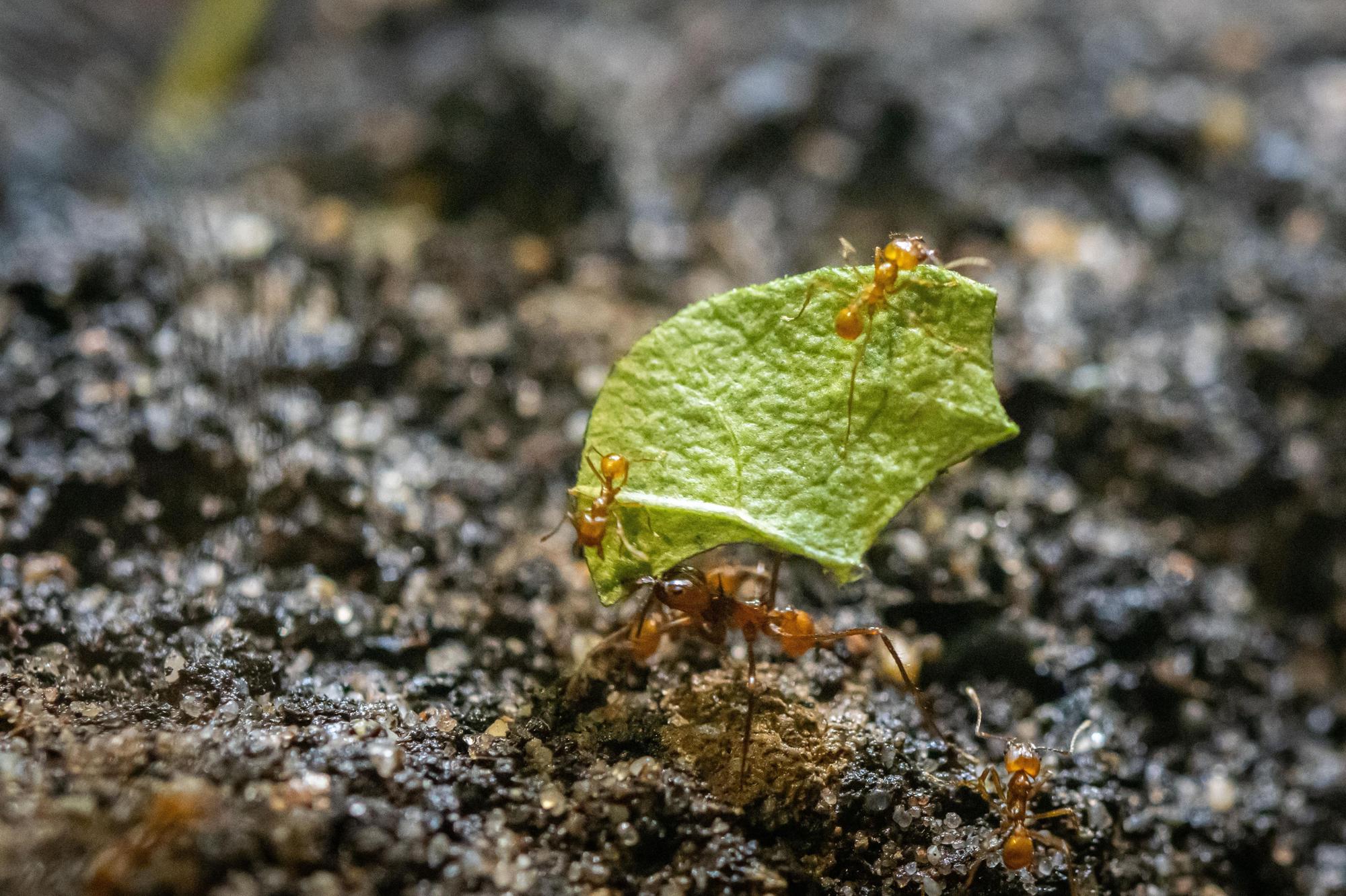 Leaf-Cutter Ants return to Stratford Butterfly Farm this half-term