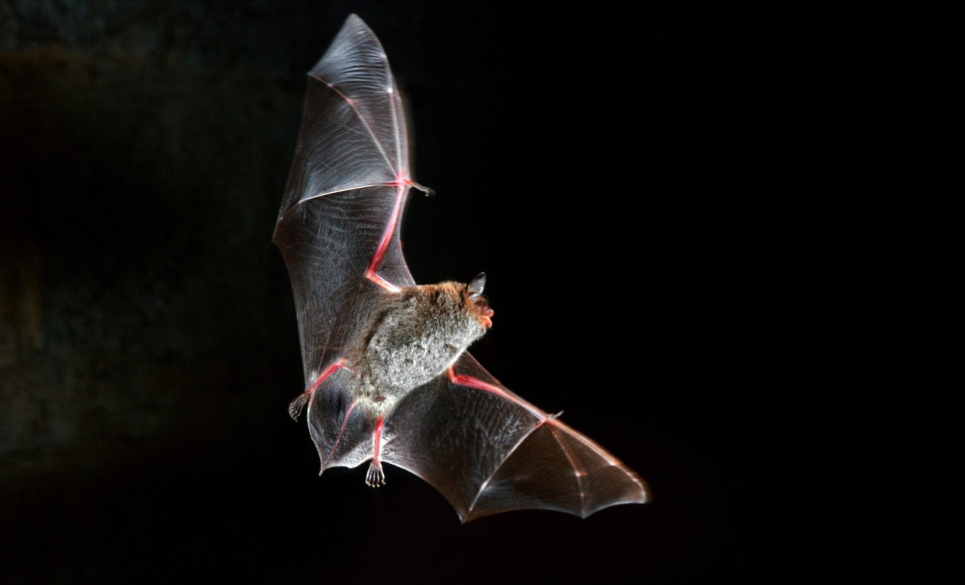 Bats: The unsung heroes of the night Bats: The unsung heroes of the night