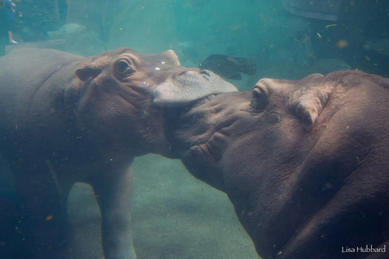 World-famous Fiona the hippo turns 8!