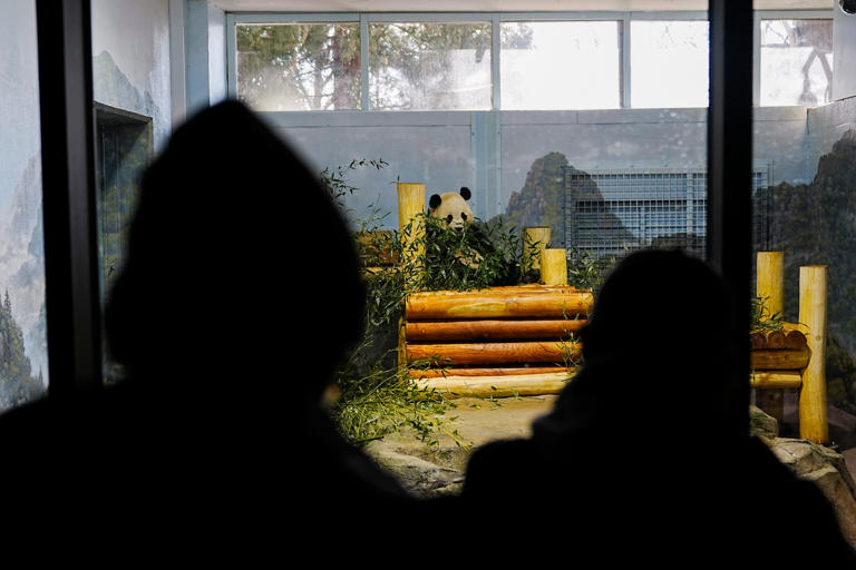 See Bao Li and Qing Bao: New giant pandas spark excitement, gather fans at National Zoo