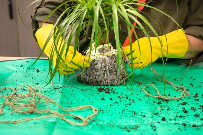 Make a Kokedama Ball Masterpiece for Your Home