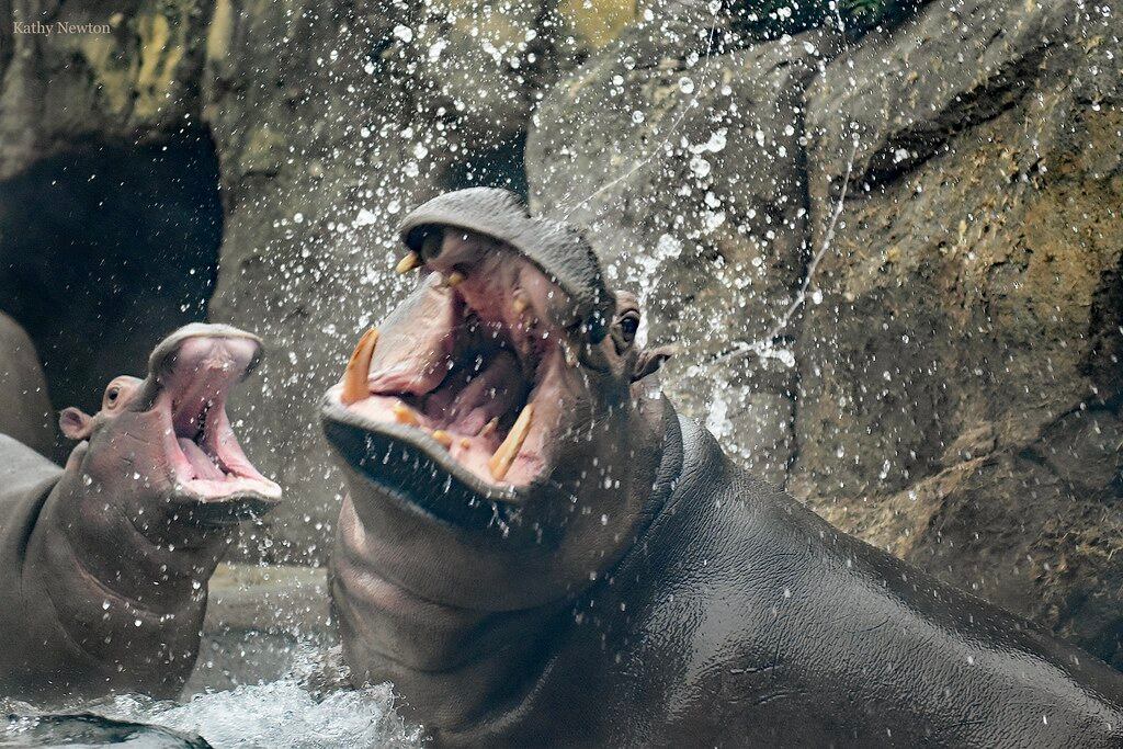 World-famous Fiona the hippo turns 8!
