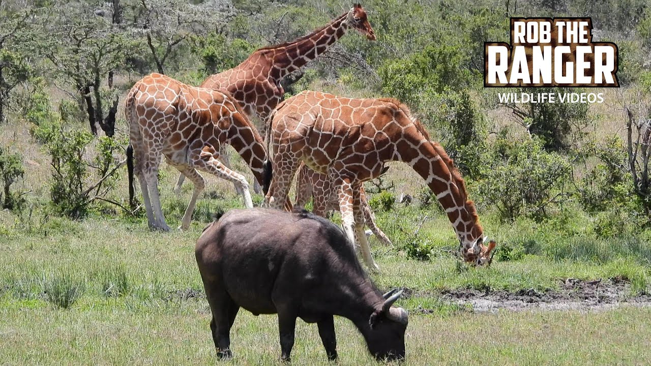Reticulated giraffe mingles with buffalo in Ol Pejeta safari