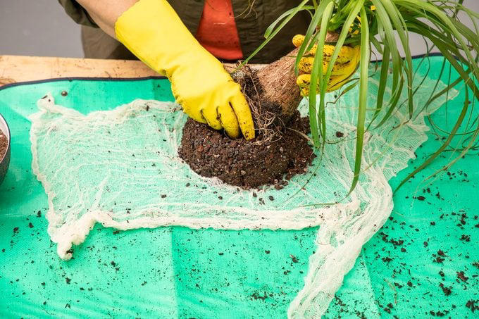 Make a Kokedama Ball Masterpiece for Your Home