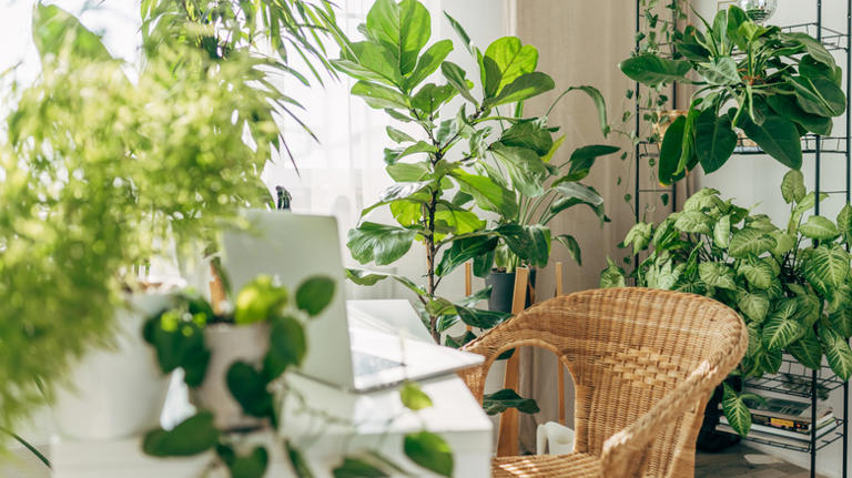 Buying Plants At Home Depot Is The Best Budget-Friendly Option For One Reason